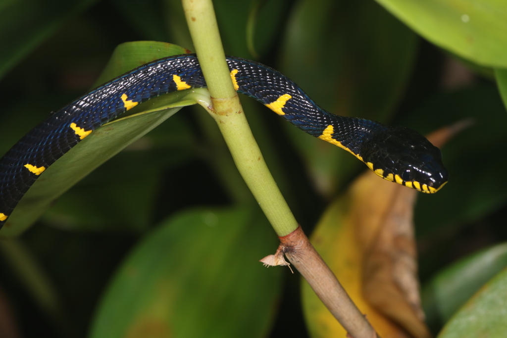 Western Mangrove Cat Snake from Hulu Perak, MY-PK, MY on September 6 ...