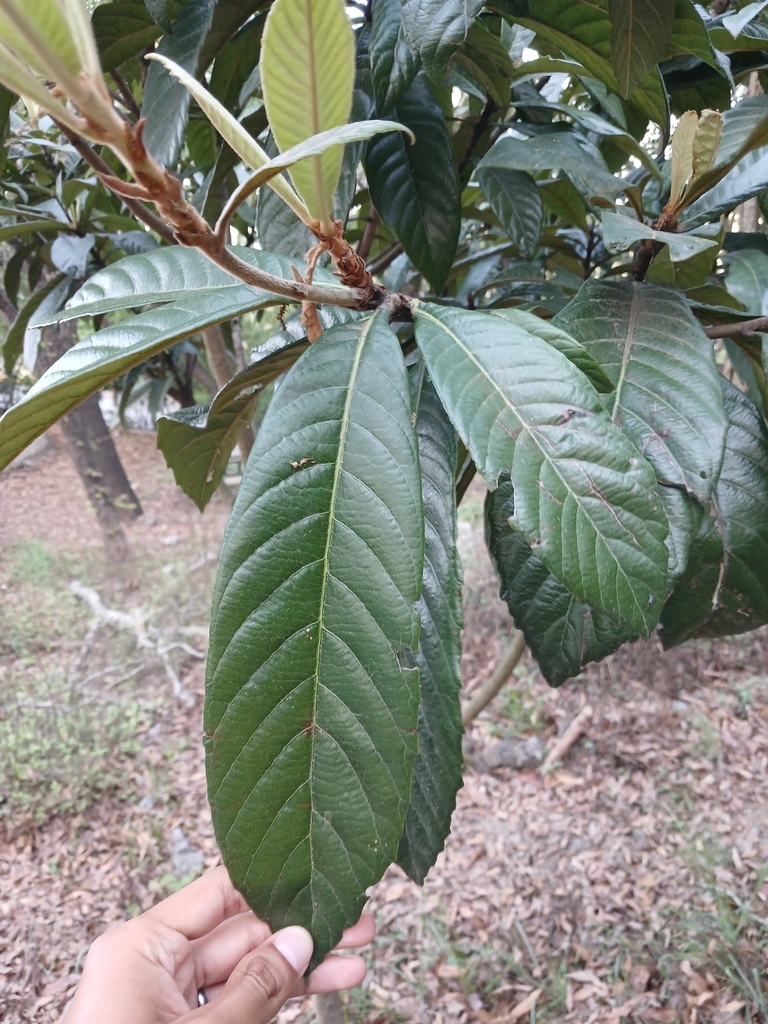 Loquat from 66279 Nuevo Leon, Mexico on March 29, 2025 at 05:25 PM by ...