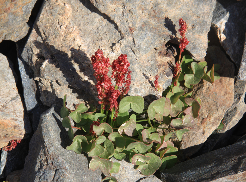 knotweed family (Polygonaceae) - Botanical Realm