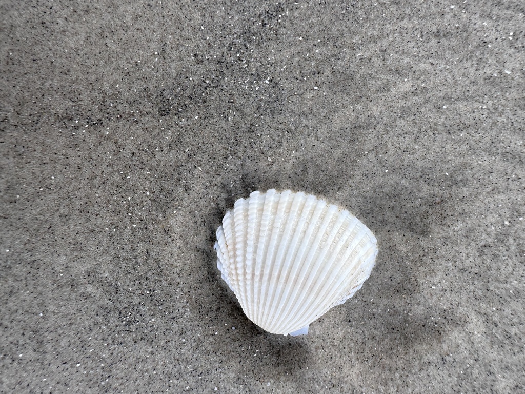 Incongruous Ark from San Luis Island, Freeport, TX, US on March 28 ...