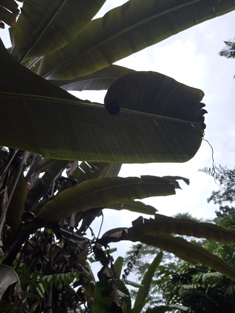 Banana Skipper in March 2025 by thejsongiffo. Mature larva in leaf ...