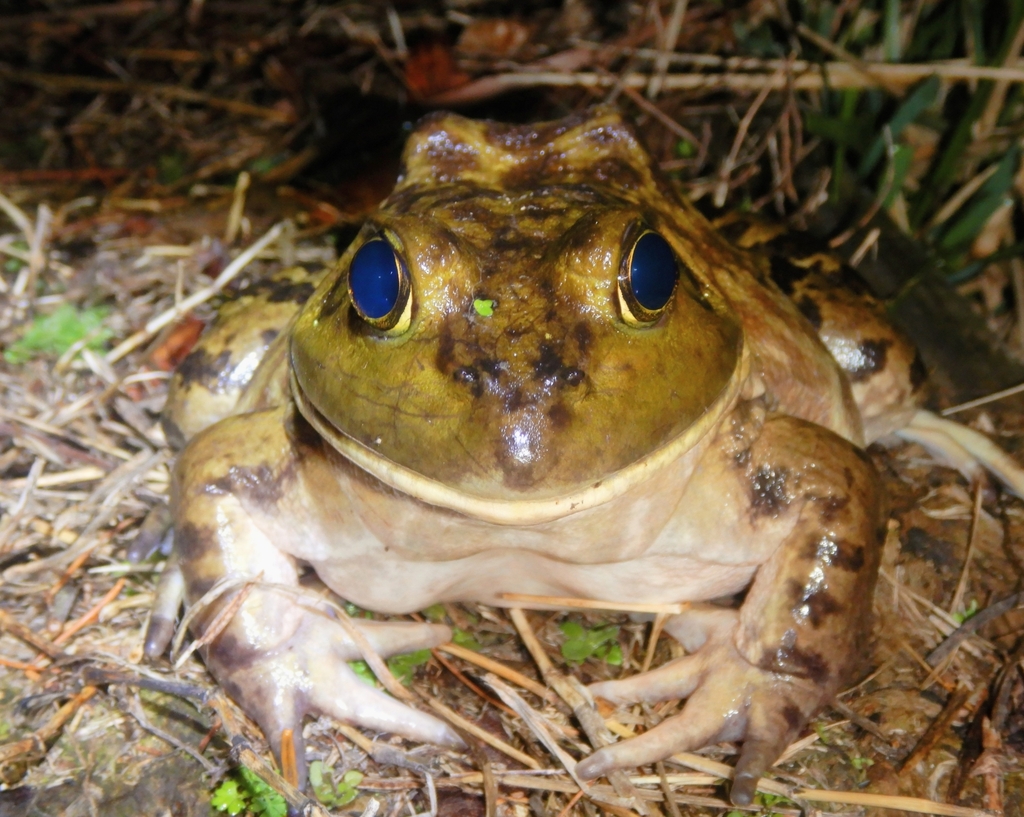 American Bullfrog from Millington, MD 21651, USA on March 28, 2025 at ...