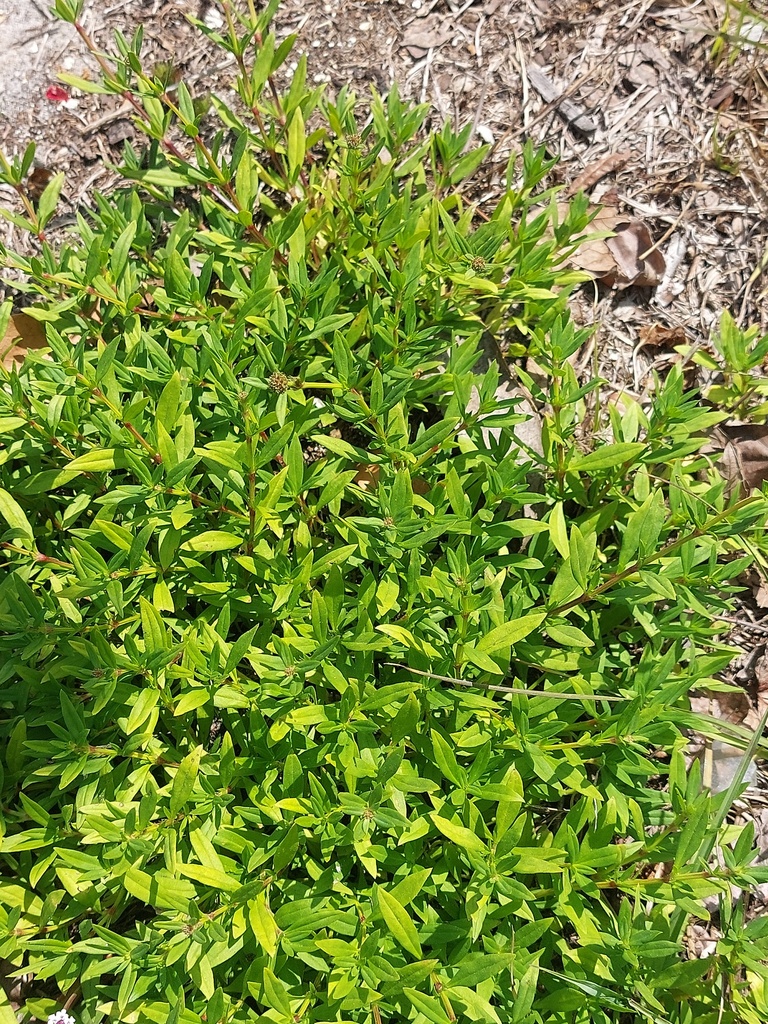 shrubby false buttonweed from Florida, Pasco, New Port Richey, 7932 ...