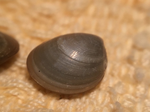 صدف های مغزی (Nuculida)