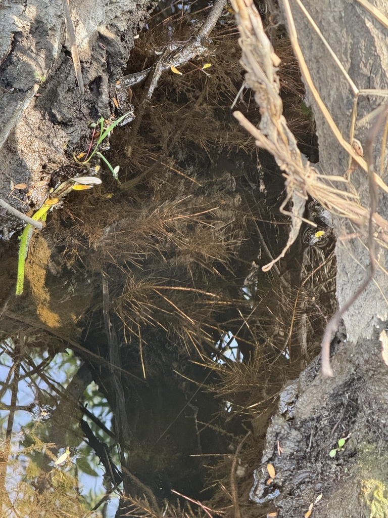 Common Snapping Turtle from Mission Trails Regional Park, San Diego, CA ...