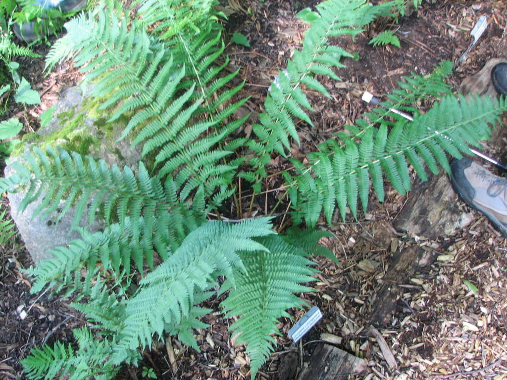 Vermont wood fern (Dryopteris × montgomeryi) - Botanical Realm