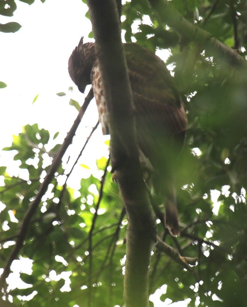 Crested Goshawk from 100台灣台北市中正區博愛特區 on March 29, 2025 at 01:29 PM by ...