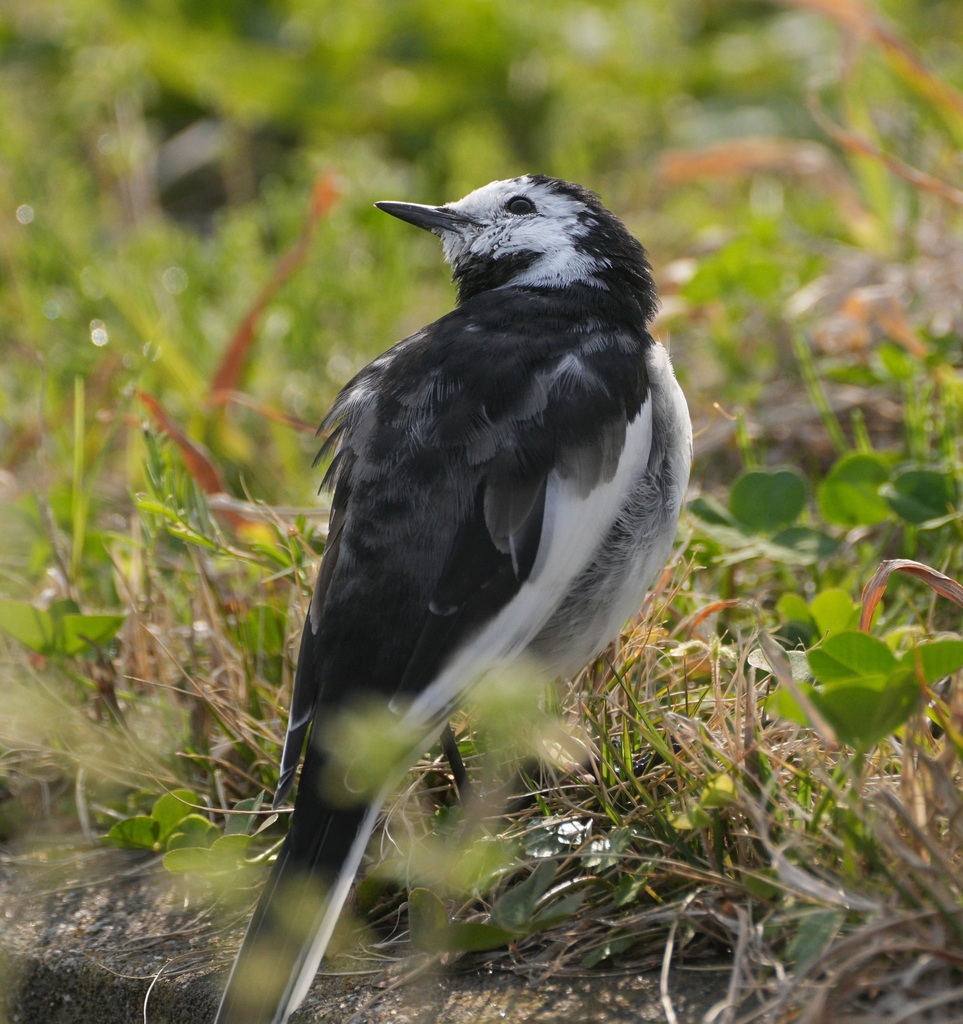 White Wagtail from Nishi Ward, Fukuoka, Japan on March 29, 2025 at 08: ...