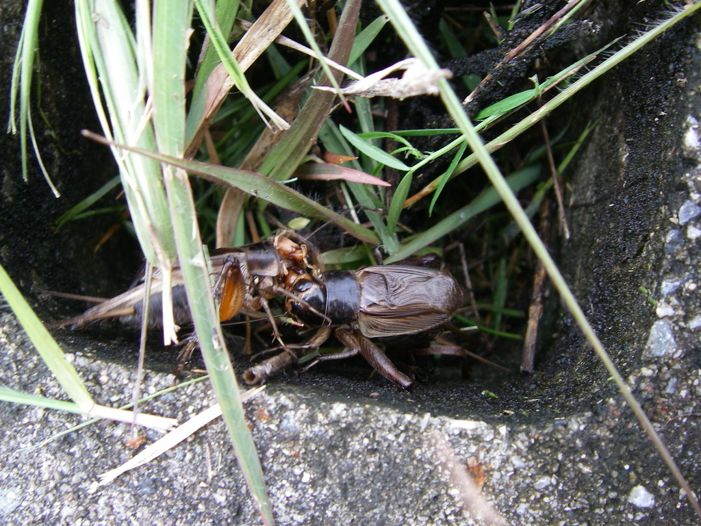 Emma Field Cricket from 日本、岡山県岡山市 on October 23, 2008 at 01:23 PM by ...
