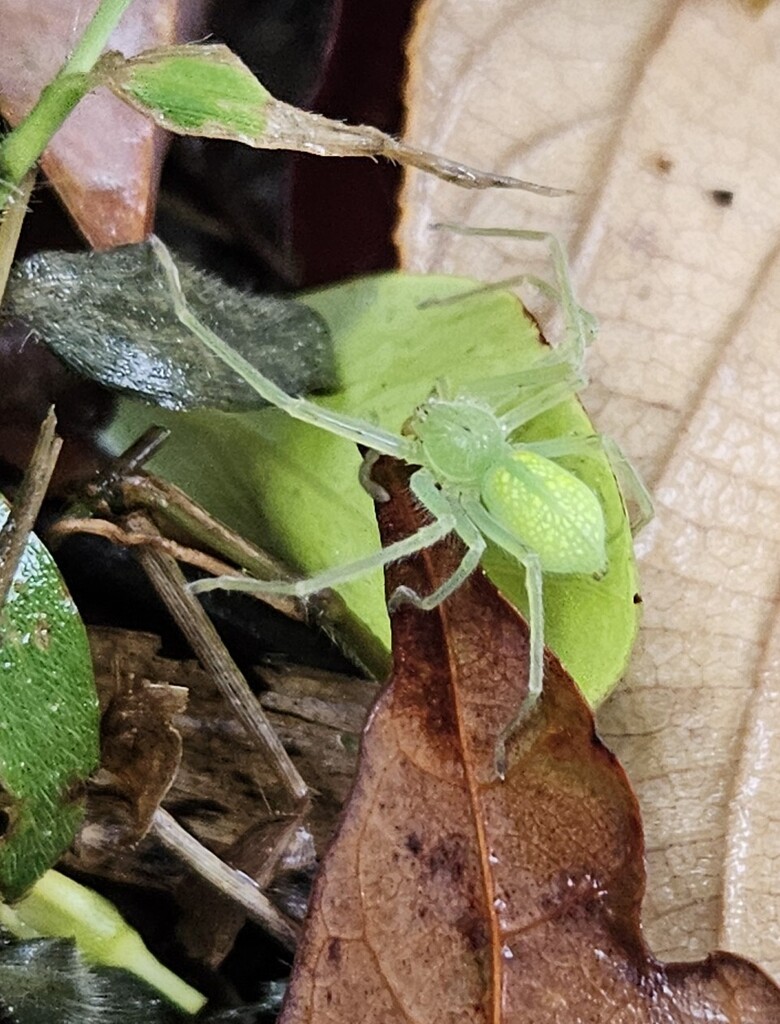 Oxytate striatipes from 台灣臺北 on March 30, 2025 at 02:09 PM by 胡正恆 ...
