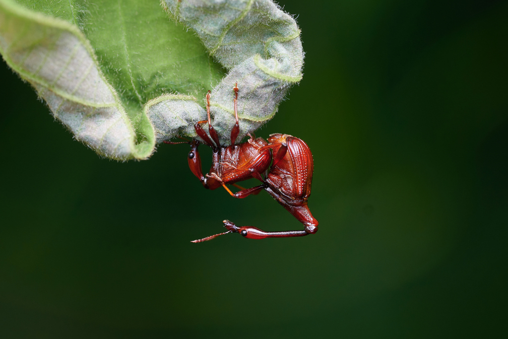 Paracycnotrachelus from 中国云南省西双版纳傣族自治州勐腊县勐仑镇中国科学院西双版纳热带植物园 邮政编码: 666303 ...
