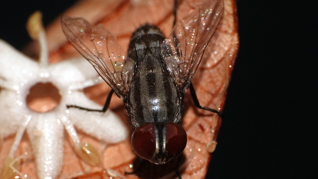 Amobia from Honeywood, duchess road, Old Mahabaleshwar, Avakali ...