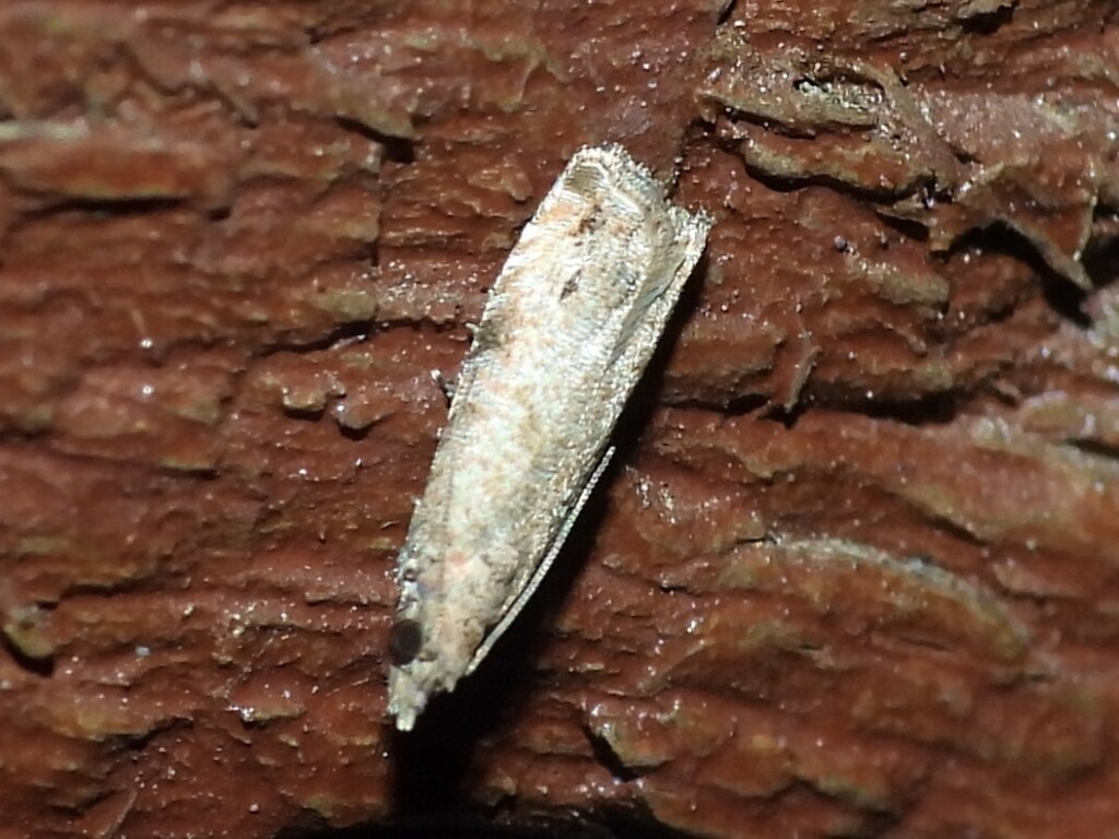 Cotton Tipworm Moth from Coomba Park NSW 2428, Australia on March 30 ...