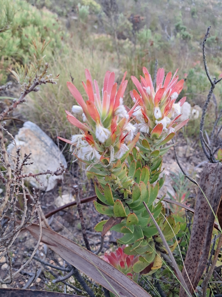 Common Pagoda from Helderberg Rural, Sir Lowry's Pass, 7135, South ...