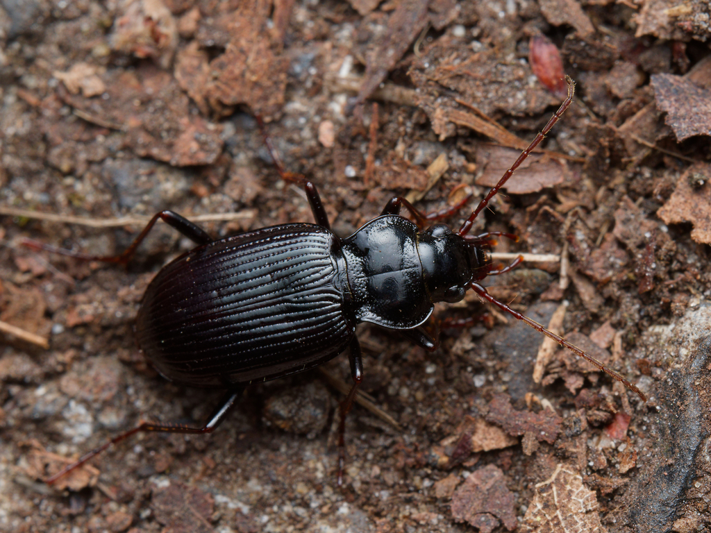 European Gazelle Beetle from 59590 Raismes, France on March 29, 2025 at ...