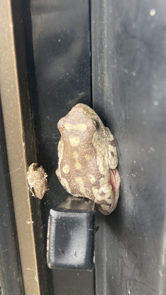 Painted Reed Frog from Mpofana, Mooi River, KwaZulu-Natal, ZA on March ...