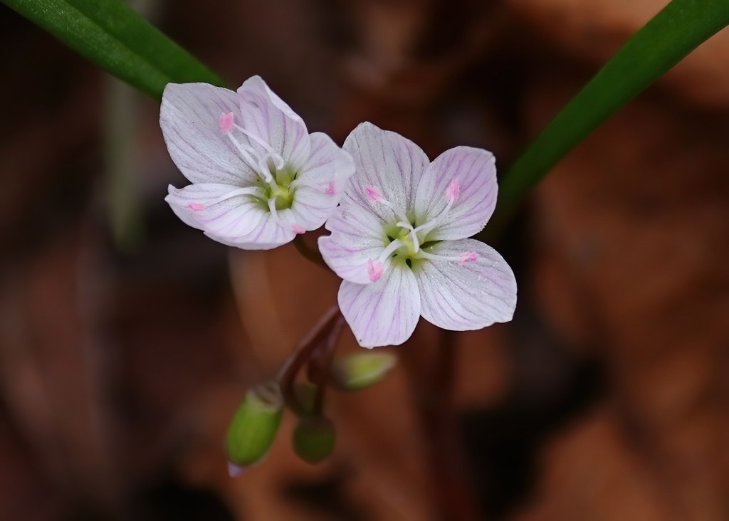 Virginia Springbeauty from Gladys Riley Golden Star Lily Preserve, Tick ...