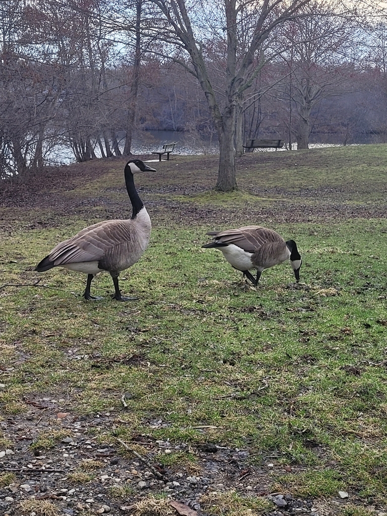 Canada Goose from Ann Arbor on March 29, 2025 at 04:20 PM by leonard ...