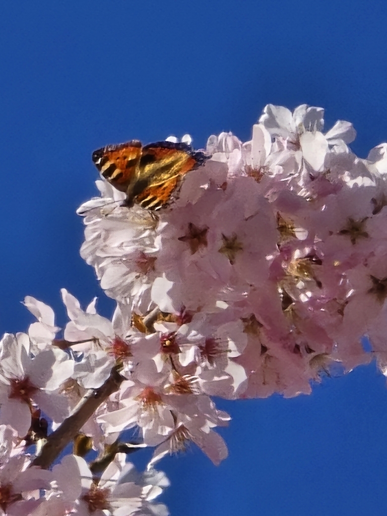 Small Tortoiseshell from Fulford, York, UK on March 30, 2025 at 12:40 ...