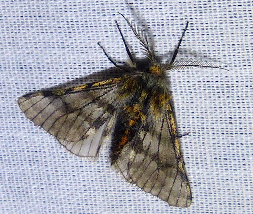 Twilight Moth from Eales Preserve at Moosic Mountain on March 29, 2025 ...
