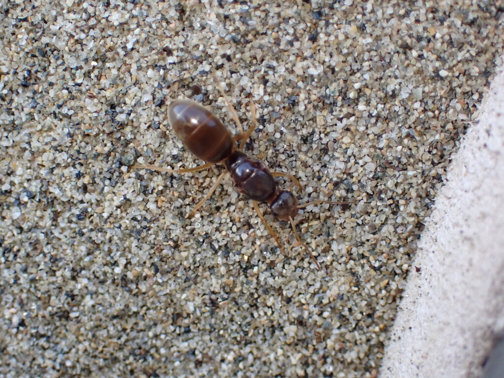 Brick Honeypot Ant from Grant County, WA, USA on March 26, 2025 at 11: ...