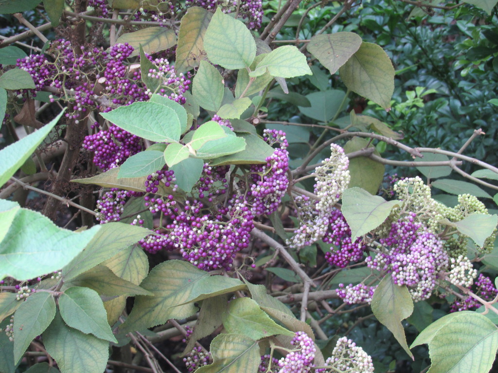 great woolly Malayan lilac (Callicarpa tomentosa) - Botanical Realm