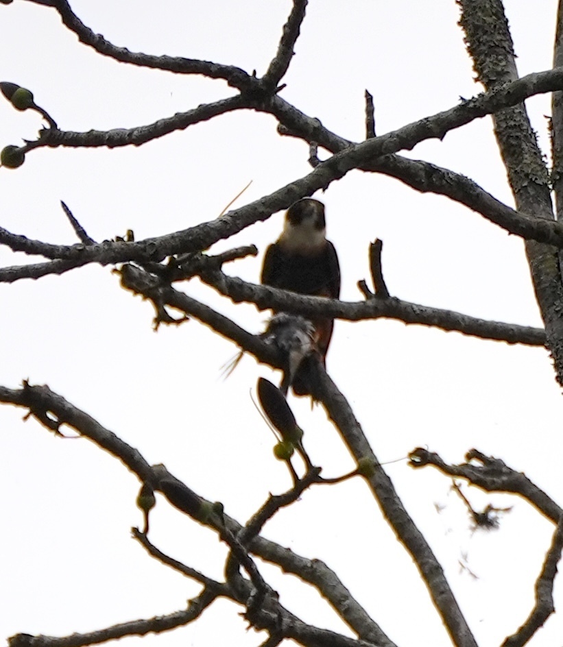 Bat Falcon from Alajuela Province, Los Chiles, Costa Rica on March 2 ...
