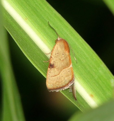 Genus Galgula · iNaturalist