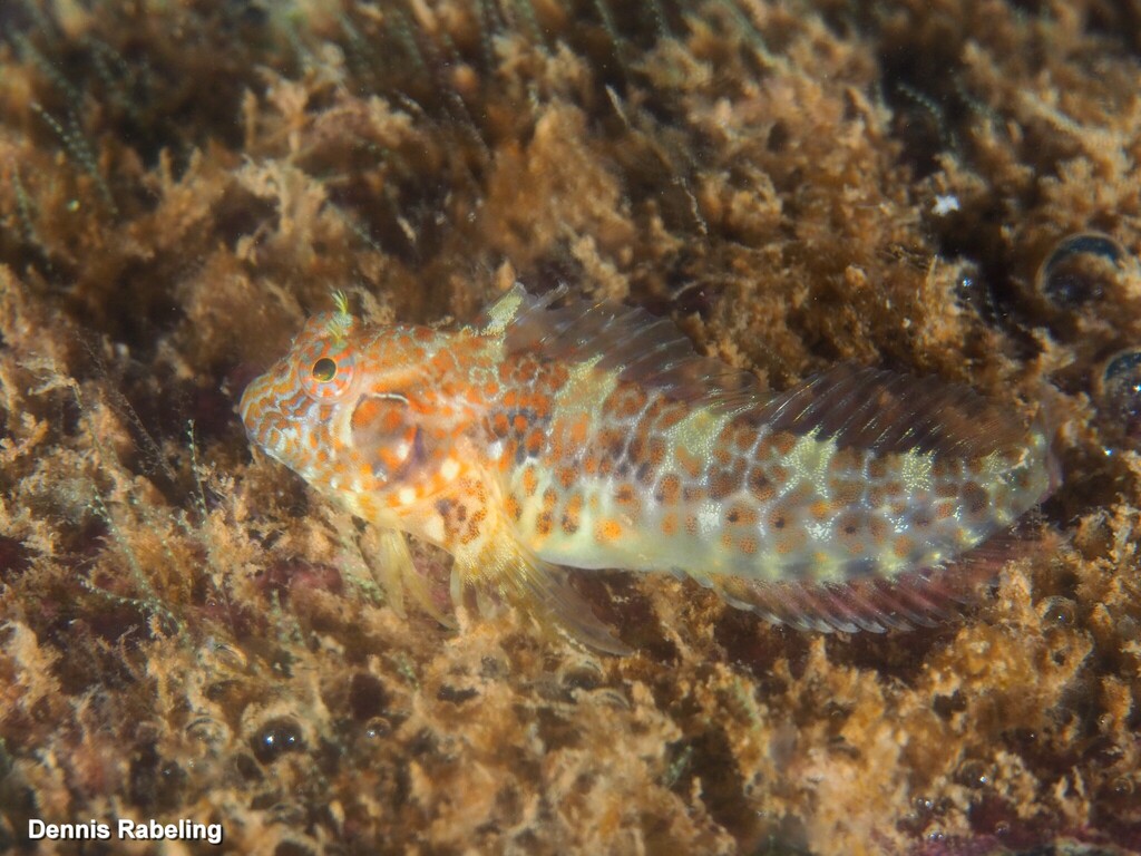 False Oyster Blenny (Hypleurochilus pseudoaequipinnis) - Marine Life ...
