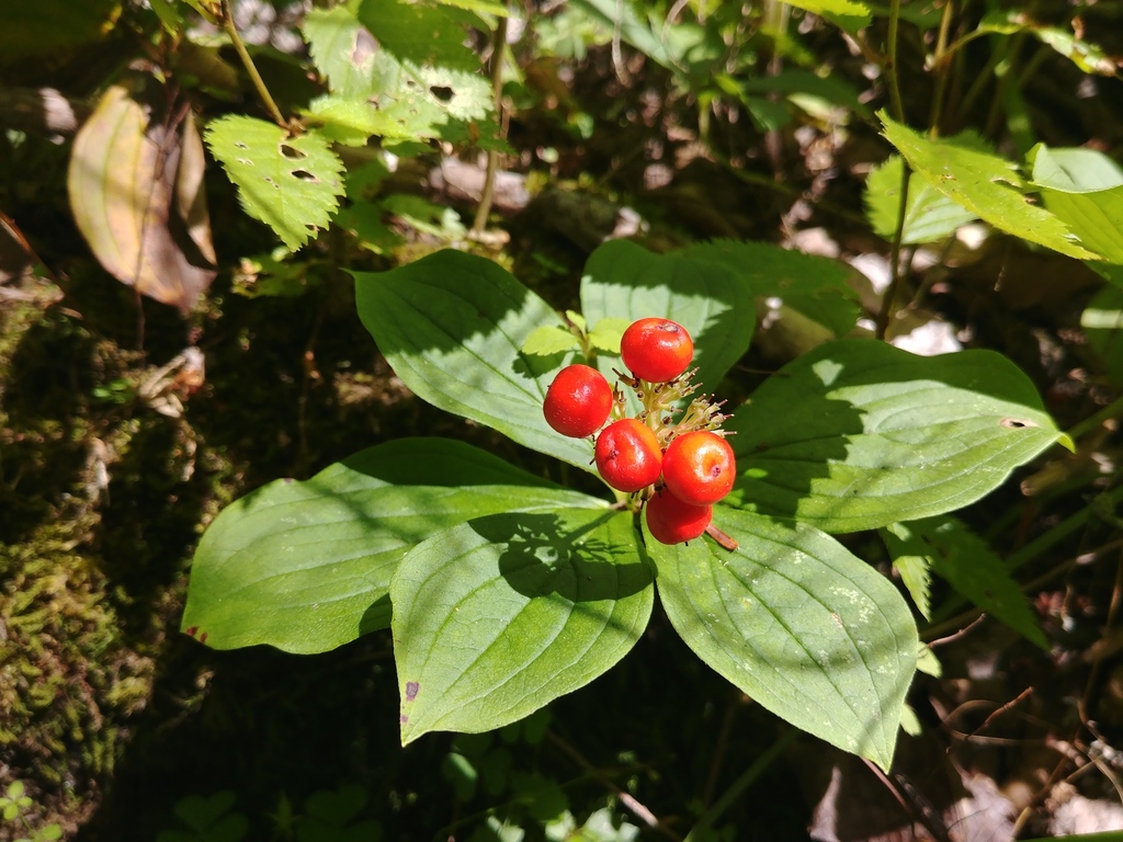 Canadian bunchberry from Windsor, NH 03244, USA on August 11, 2019 at ...