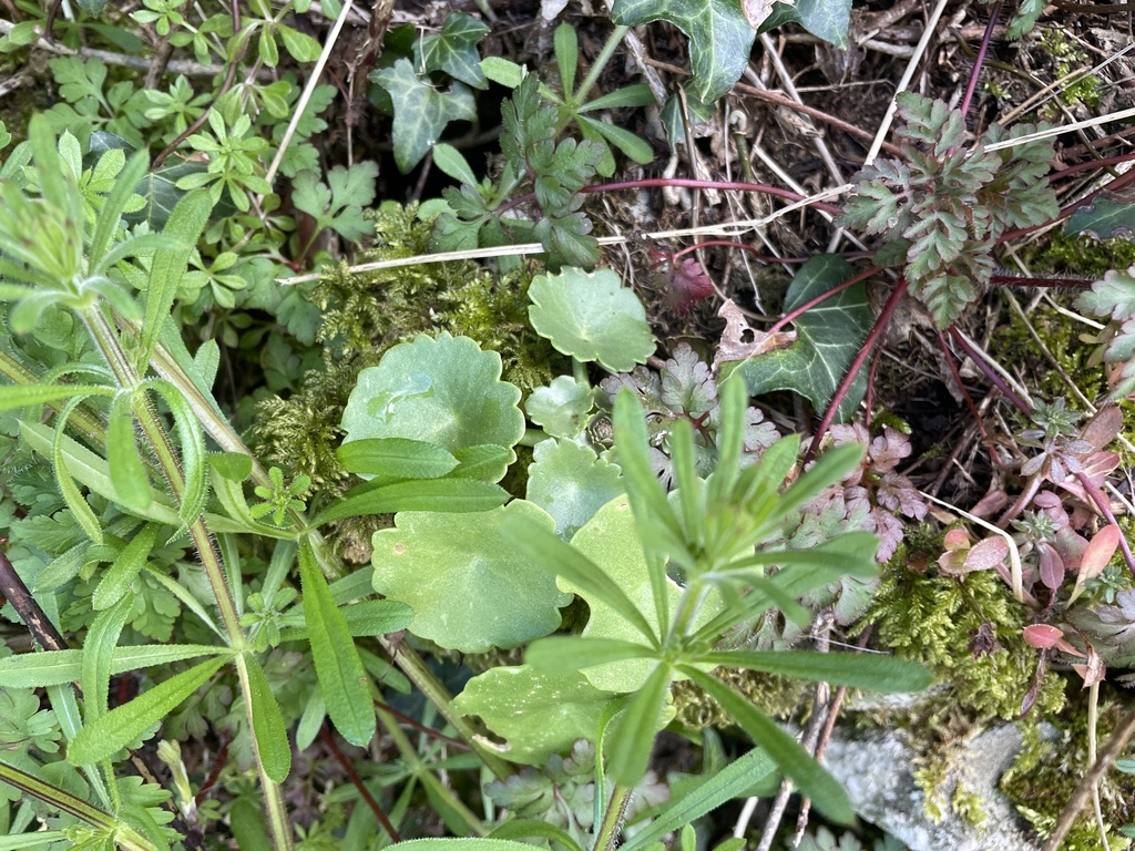 Wall Pennywort from Aberthin Lane, Cowbridge, Wales, GB on March 30 ...