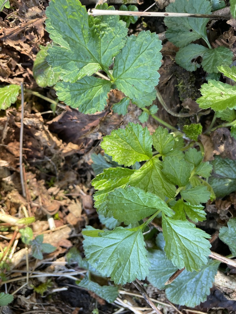 Wood Avens from Llanquian Road, Cowbridge, Wales, GB on March 30, 2025 ...