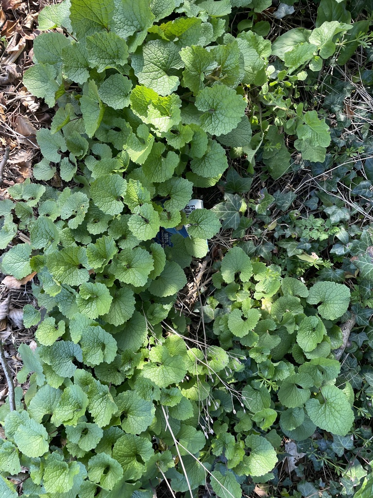 garlic mustard from Aberthin Road, Cowbridge, Wales, GB on March 30 ...