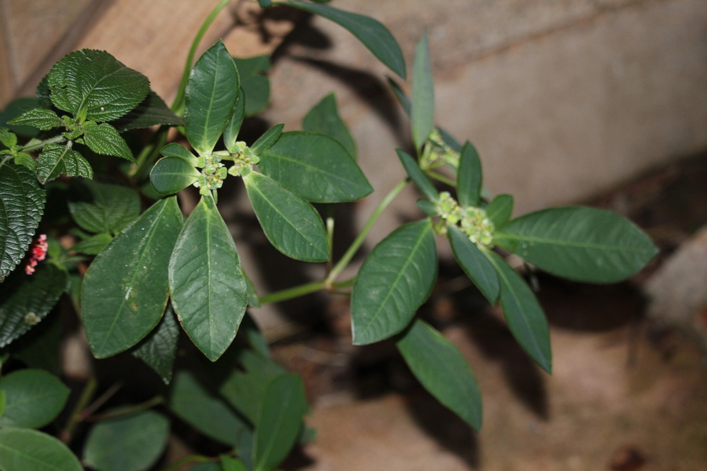 painted spurge from Carletonville, 2499, South Africa on March 30, 2025 ...