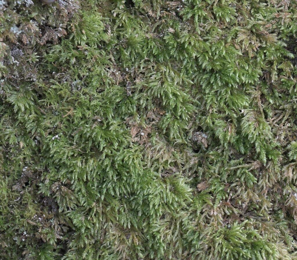 Mouse-tail Moss from Porlock, Minehead TA24, UK on March 22, 2025 at 03 ...