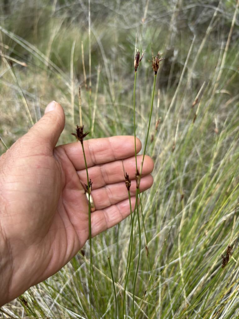 black bog-rush in March 2025 by Al Schotz · iNaturalist