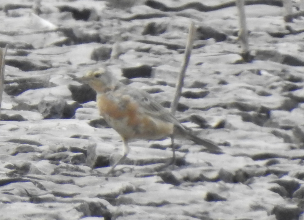 American Pipit from San Miguel de Allende, Gto., México on March 22 ...