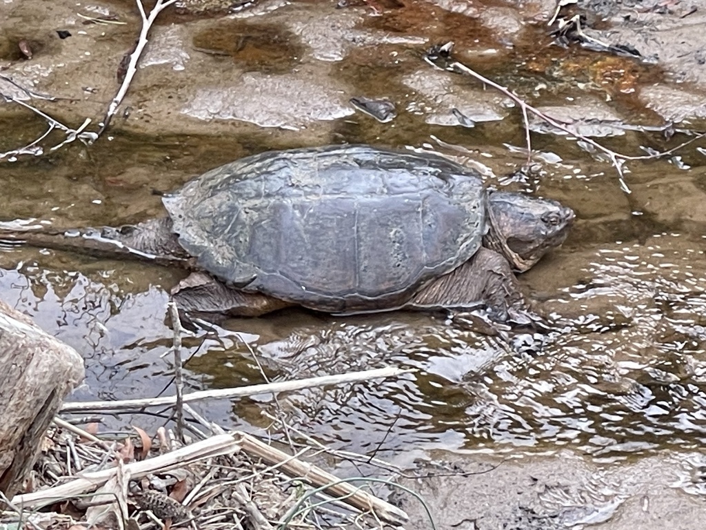 Common Snapping Turtle from Asheville, NC, US on March 30, 2025 at 11: ...
