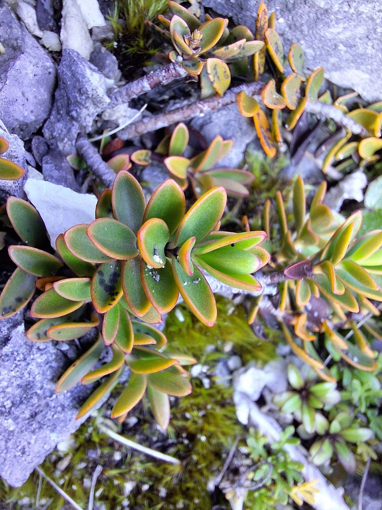 Veronica decumbens from Ward 7285, New Zealand on March 27, 2025 at 11: ...