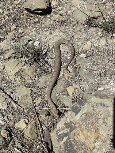 Rock Rattlesnake (Crotalus lepidus) - Snakes and Lizards