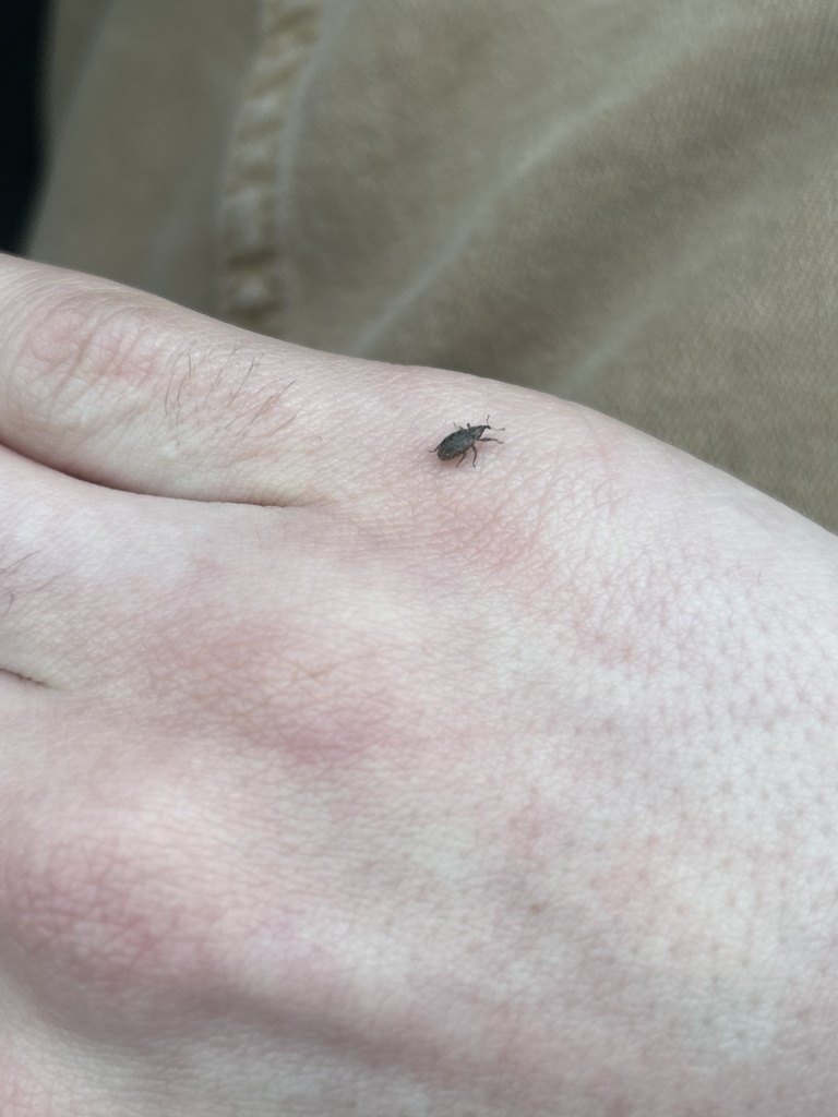 True Weevils from Swedesboro, NJ, US on March 28, 2025 at 06:04 PM by ...