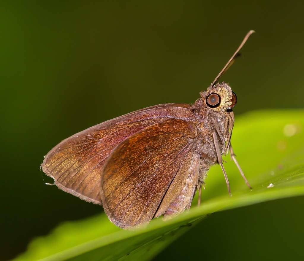 Chocolate Demon (Big Butterfly Month India Field guide - Gaurav S ...