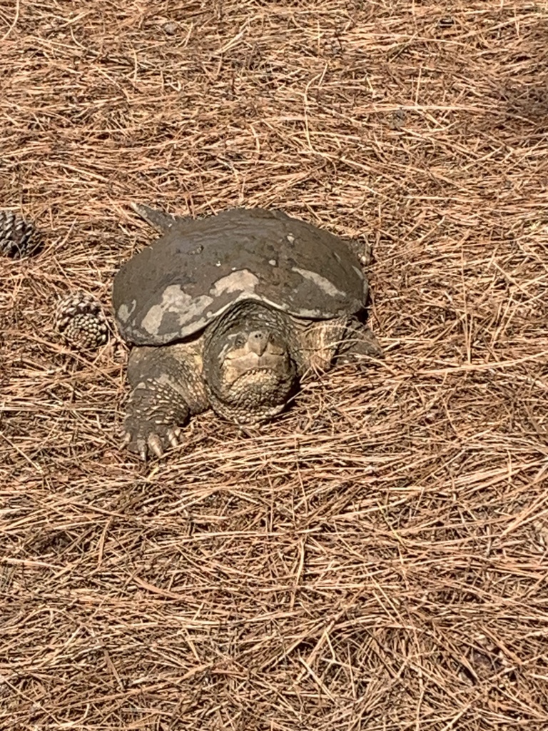 Common Snapping Turtle from Discovery Lake, Morrisville, NC, US on ...