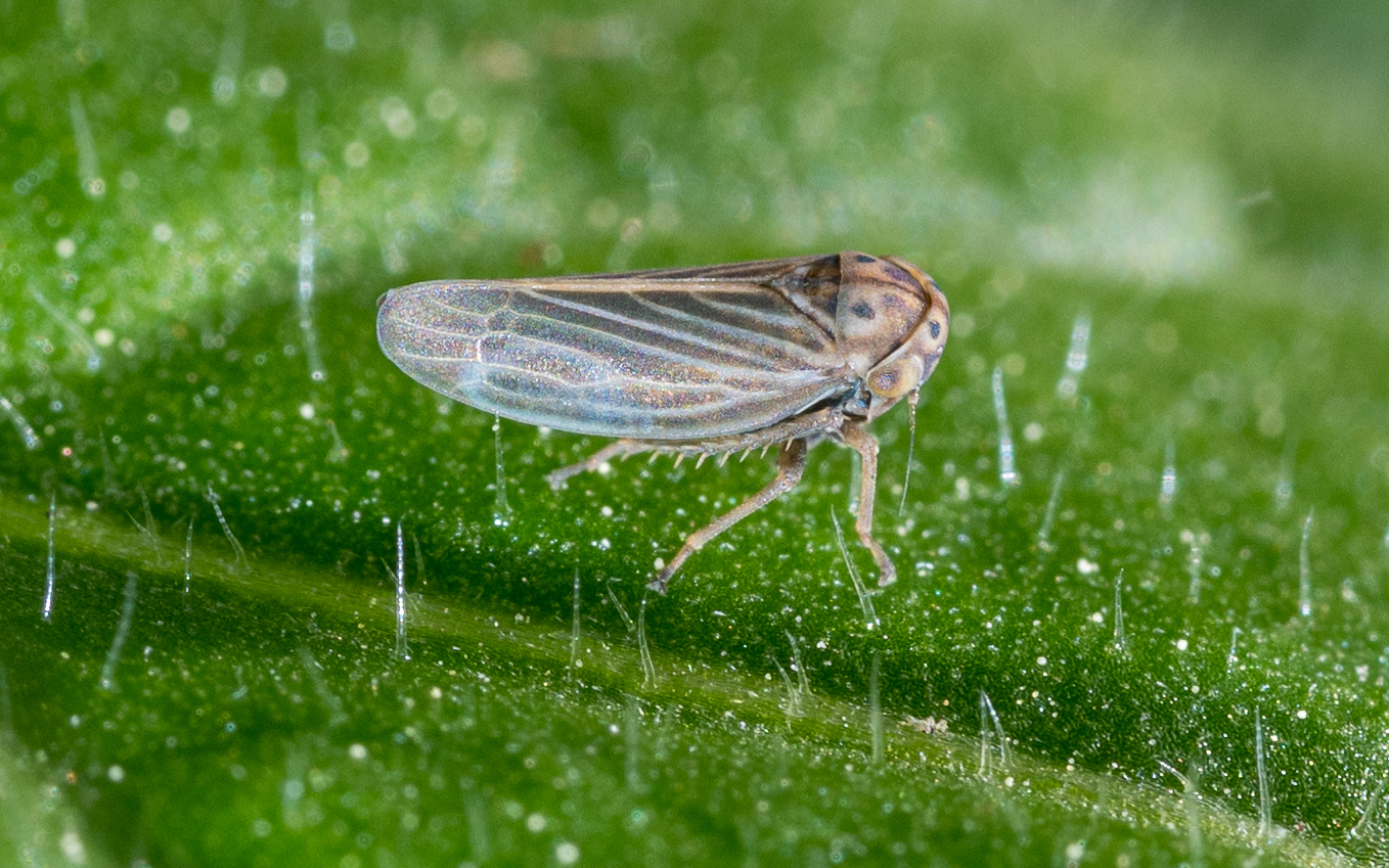 Agallia constricta | Insect Vectors of Plant Disease