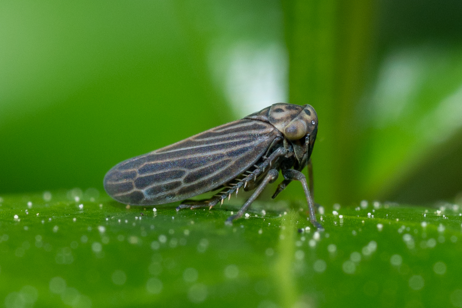 Agallia constricta | Insect Vectors of Plant Disease