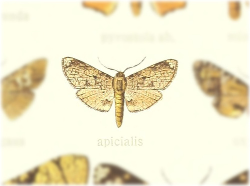 Microryctes apicialis · iNaturalist