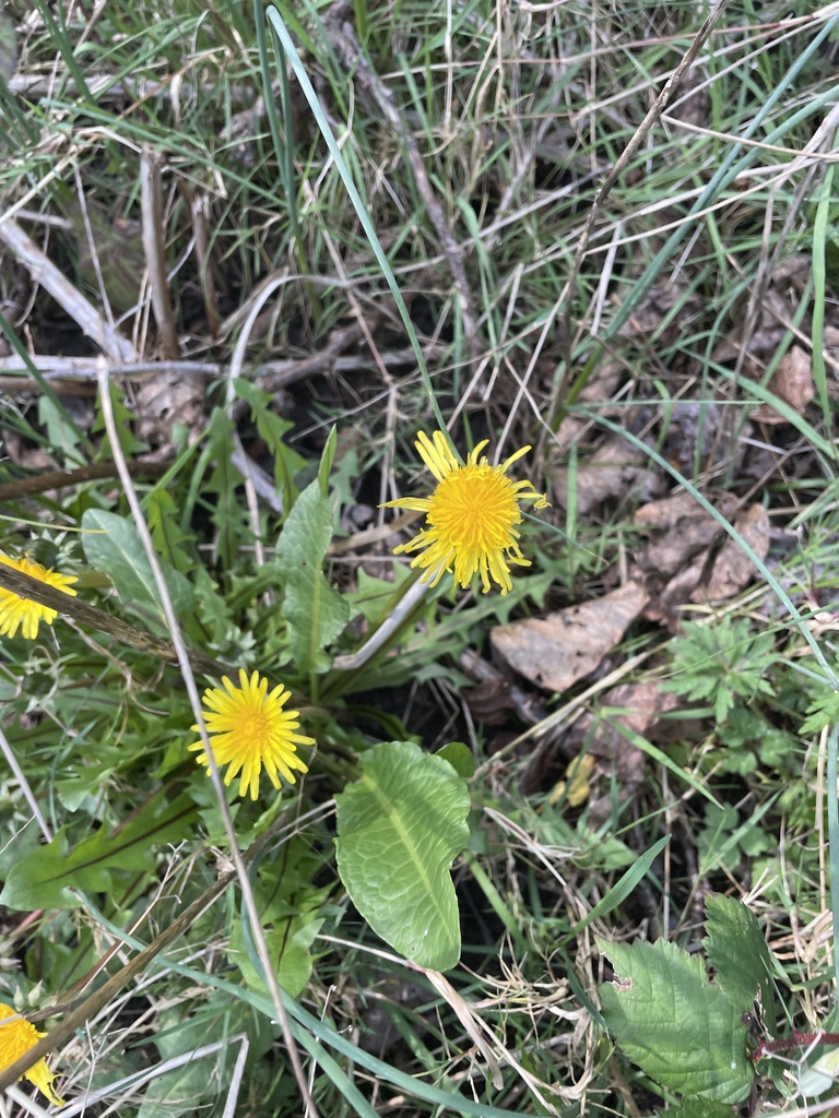 common dandelion from Uplands Park, Oak Bay, BC, CA on March 30, 2025 ...