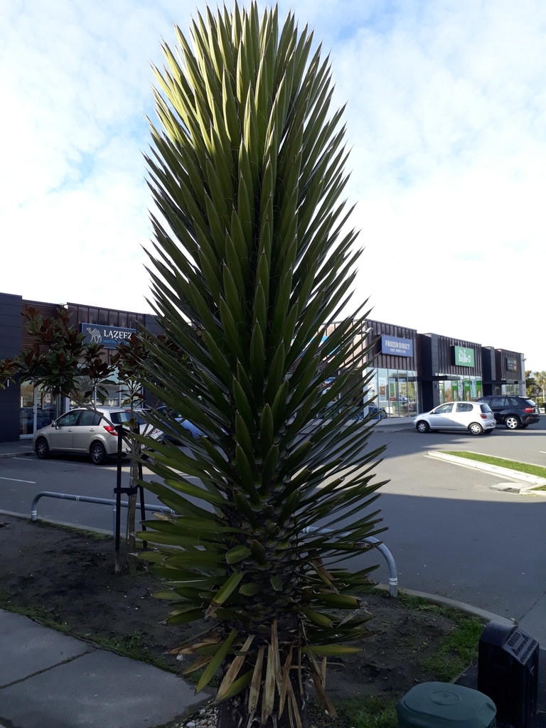 tree yucca from Shirley, Christchurch, New Zealand on August 13, 2019 ...