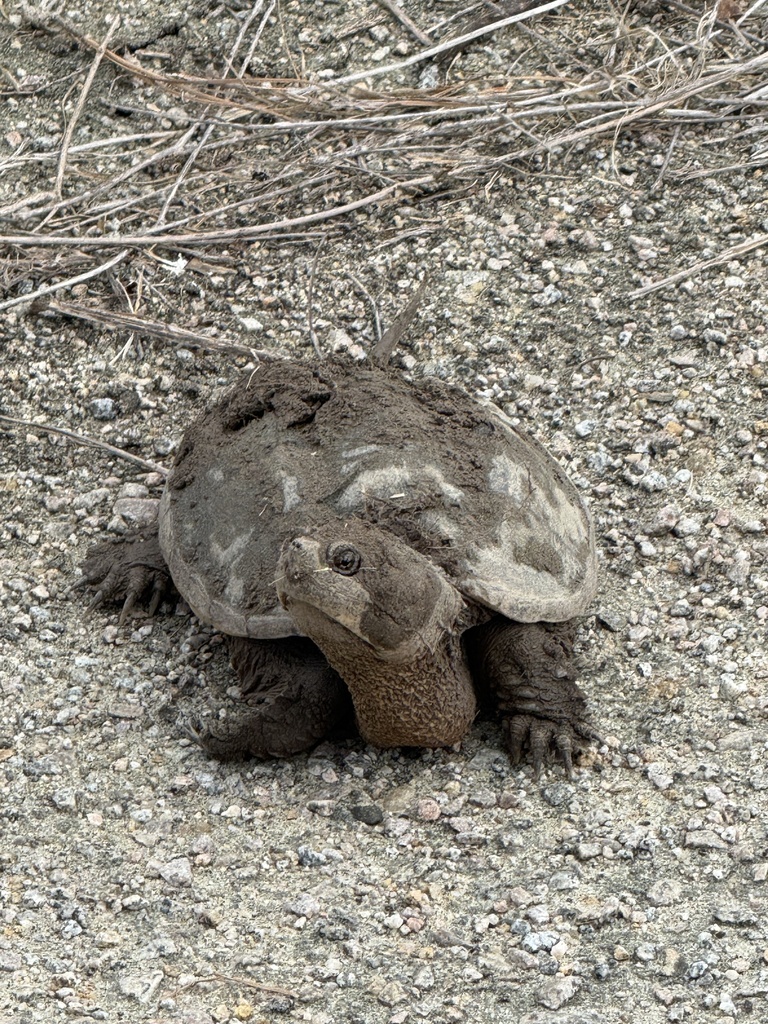 Common Snapping Turtle from Voa Rd, Greenville, NC, US on March 30 ...