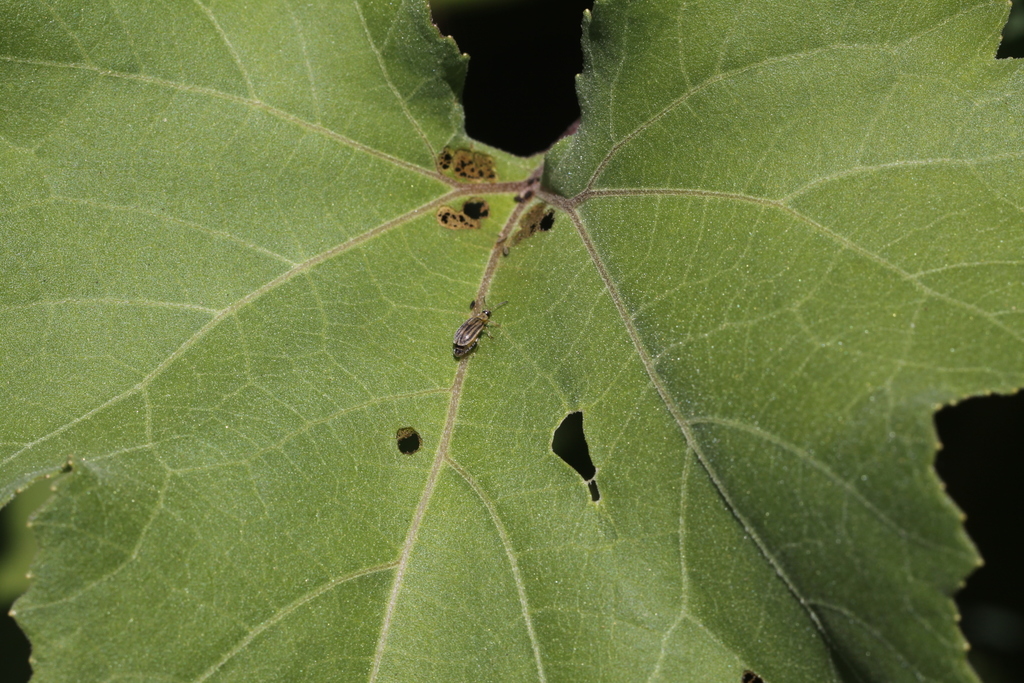 ragweed leaf beetle from San Diego, CA, USA on August 11, 2019 at 11:41 ...